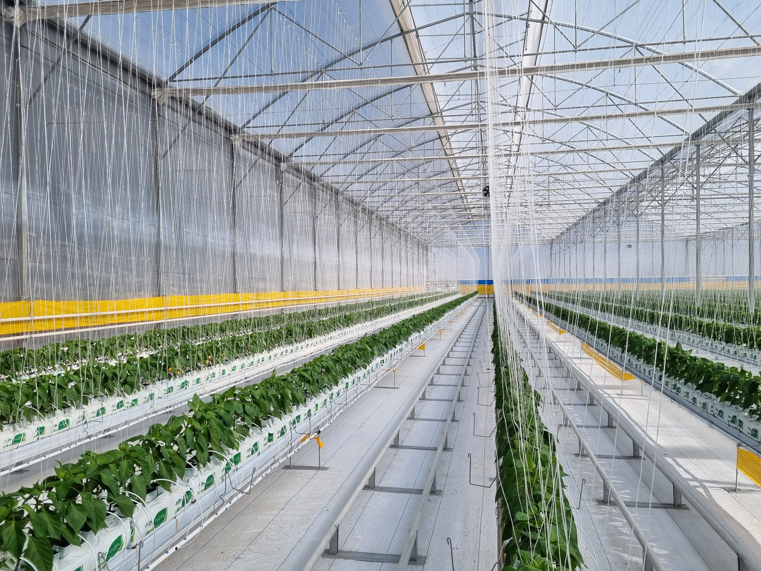 Chada Farms – Dejando huella